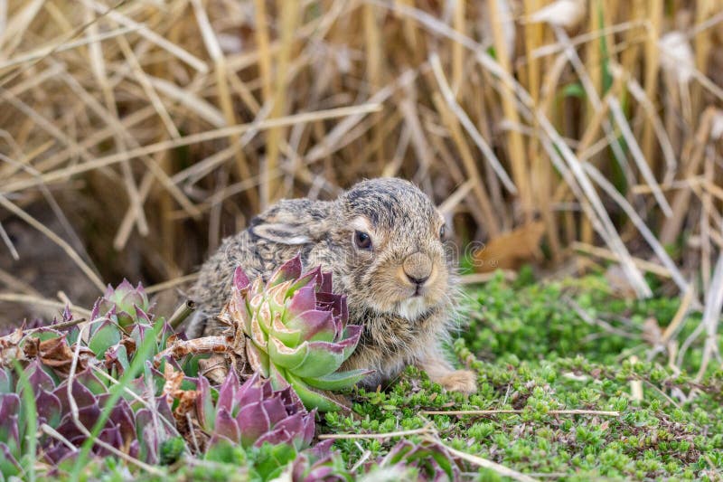 Baby Bunny Emerging from Its Nest in Spring Stock Photo - Image of ...