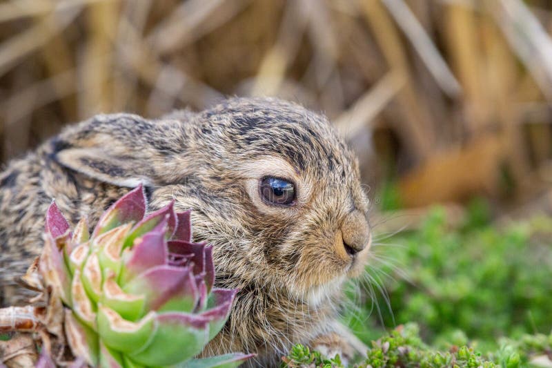 Baby Bunny Emerging from Its Nest in Spring Stock Photo - Image of ...