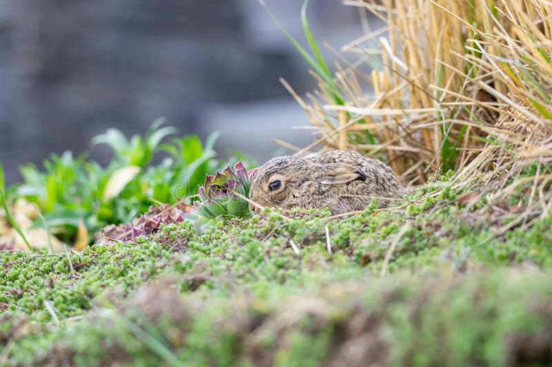 Baby Bunny Emerging from Its Nest in Spring Stock Photo - Image of hare ...