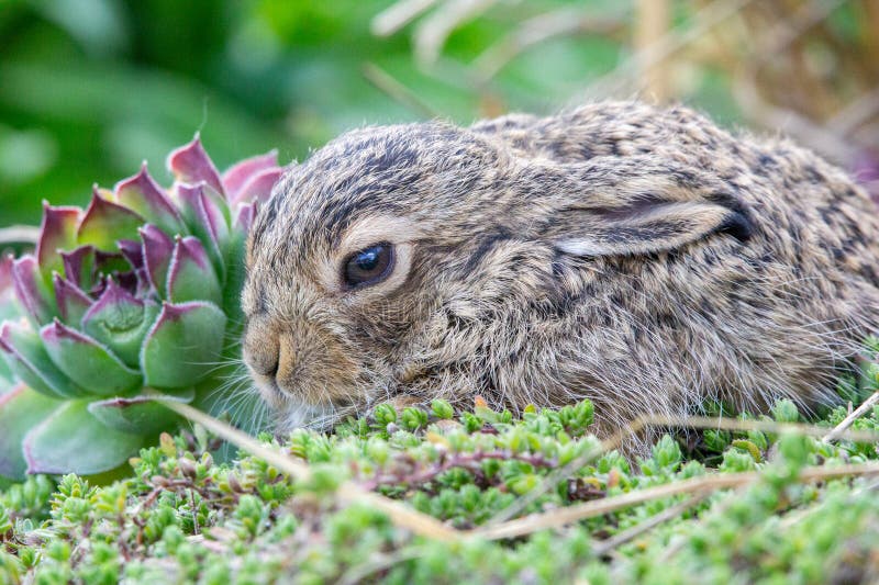 Baby Bunny Emerging from Its Nest in Spring Stock Image - Image of ...