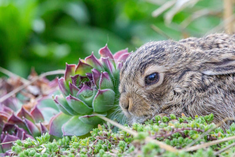 Baby Bunny Emerging from Its Nest in Spring Stock Image - Image of ...