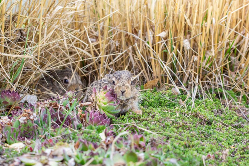Baby Bunny Emerging from Its Nest in Spring Stock Image - Image of ...