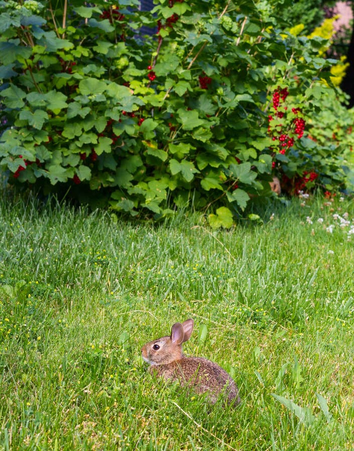 Baby bunny in the garden stock image. Image of rabbit - 42456561