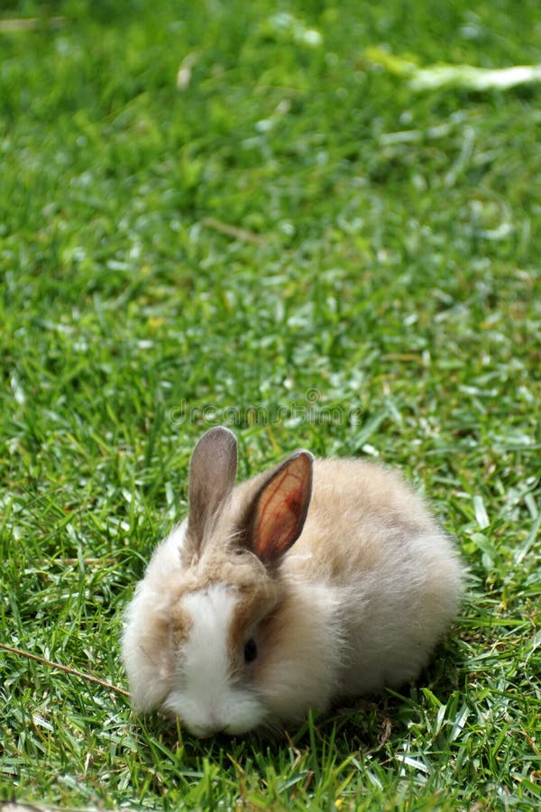 Rabbit in the grass stock image. Image of bunny, cotacachi - 139238415