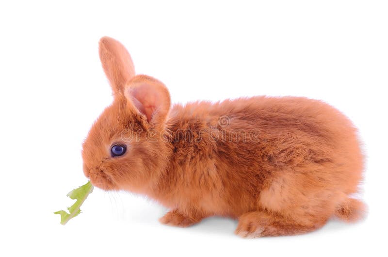 Baby Bunny Isolated on White Stock Image - Image of single, rural: 39382749