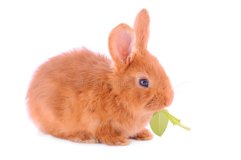 Baby Bunny Isolated on White Stock Image - Image of domestic, newborn ...