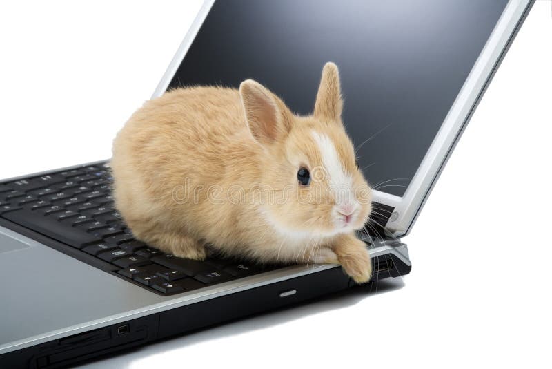 Baby Bunny on the Laptop, Isolated Stock Photo - Image of little, cute ...