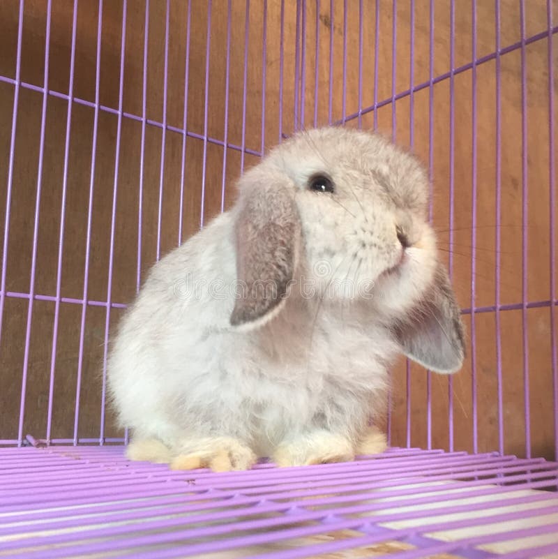 Baby Bunny stock image. Image of rabbit, cute, frosty - 222262665