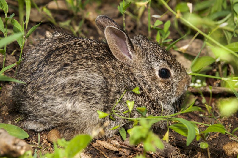 Alligator stock photo. Image of ancient, mouth, florida - 12401548
