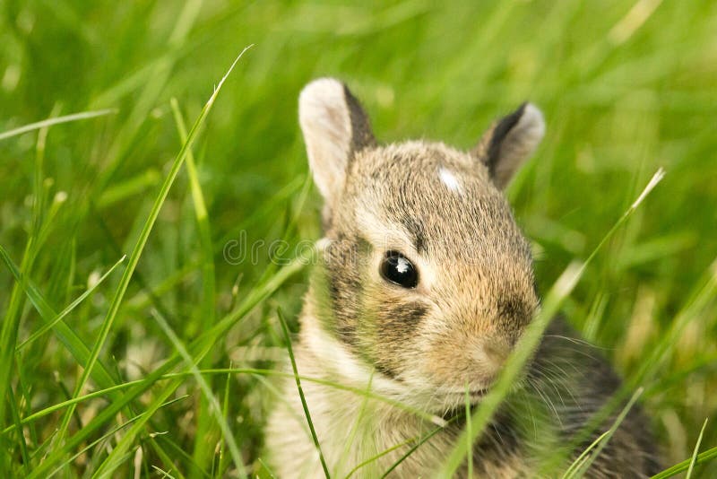 Baby Bunny Rabbit in grass stock image. Image of green - 55272139