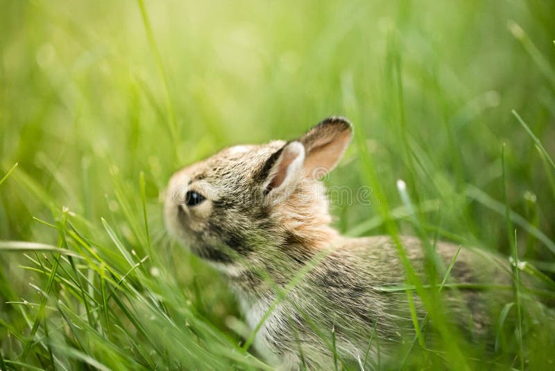 Baby Bunny Rabbit in grass stock image. Image of grass - 55271455