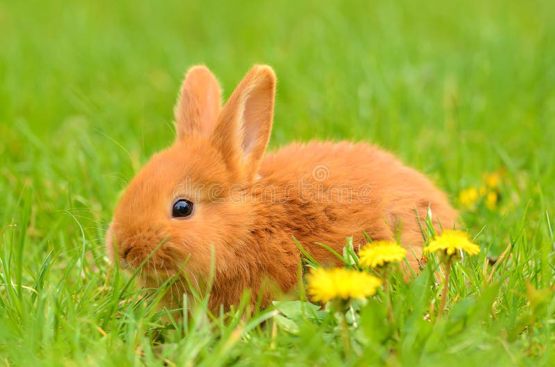 Baby Bunny Sitting in Spring Grass Stock Image - Image of meadow, calm ...