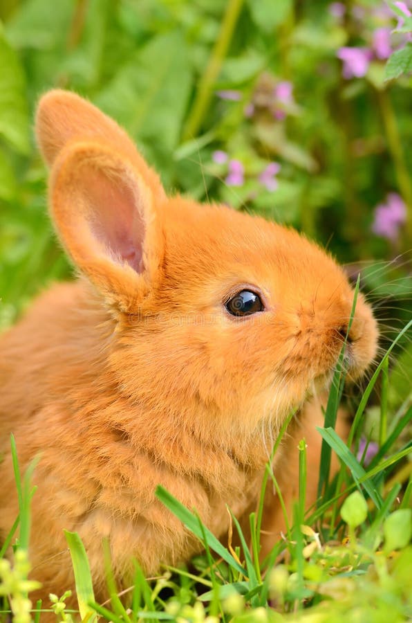 Baby Bunny Sitting in Spring Grass Stock Image - Image of easter ...