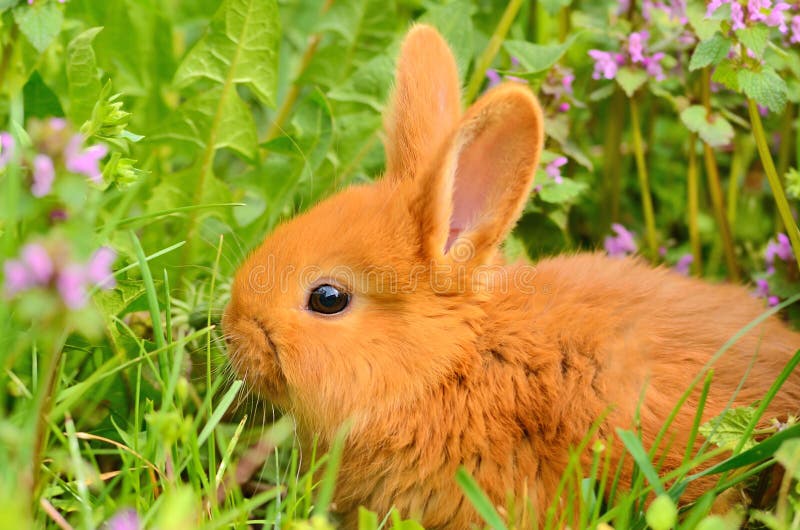 Baby Bunny Sitting in Spring Grass Stock Image - Image of nice, baby ...