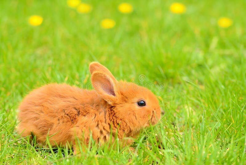 Baby Bunny Sitting in Spring Grass Stock Photo - Image of beauty, green ...