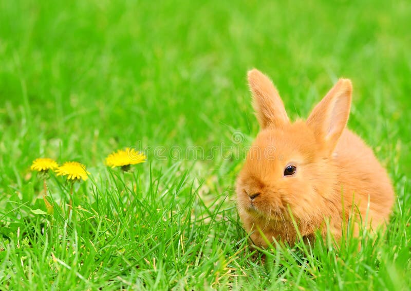 Baby Bunny Sitting in Spring Grass Stock Image - Image of sitting ...