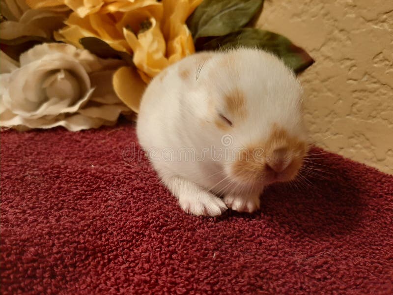 Week Old Rabbit stock image. Image of eyes, lagomorpha - 2893569