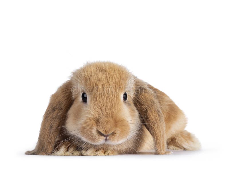 Baby Bunny on White Background Stock Photo - Image of background ...