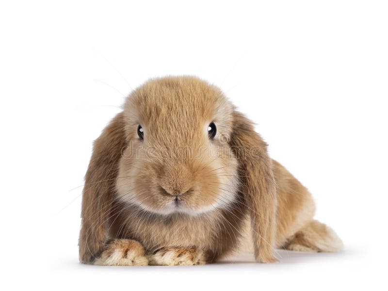 Baby Bunny Front Facing Stock Photos - Free & Royalty-Free Stock Photos ...
