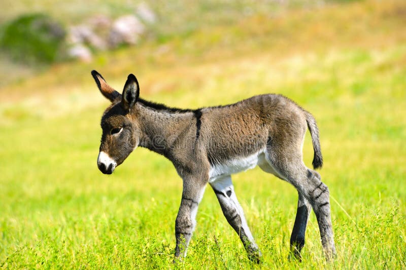 A Baby Burro stock image. Image of cute, green, custer - 34365399