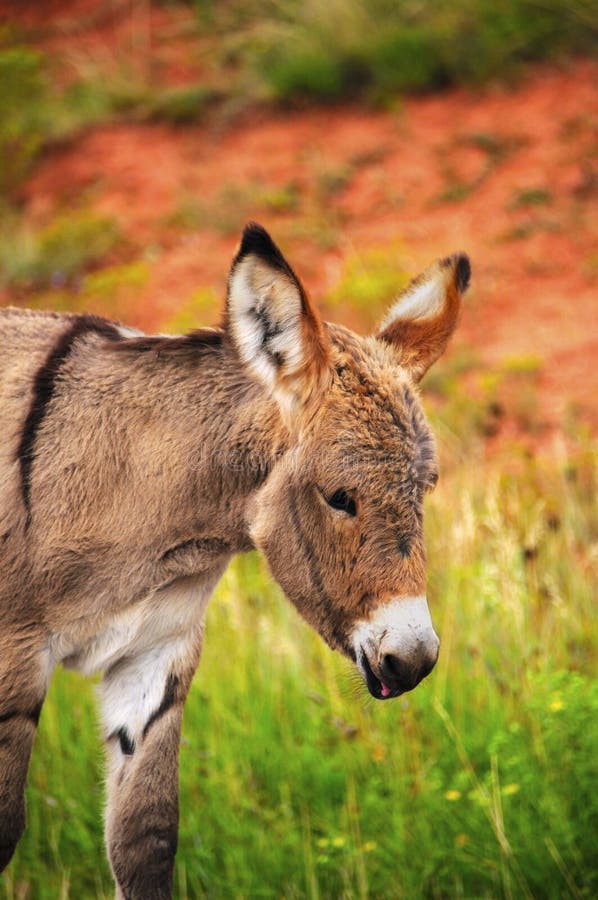 Baby Burro stock photo. Image of burro, state, custer - 38281502