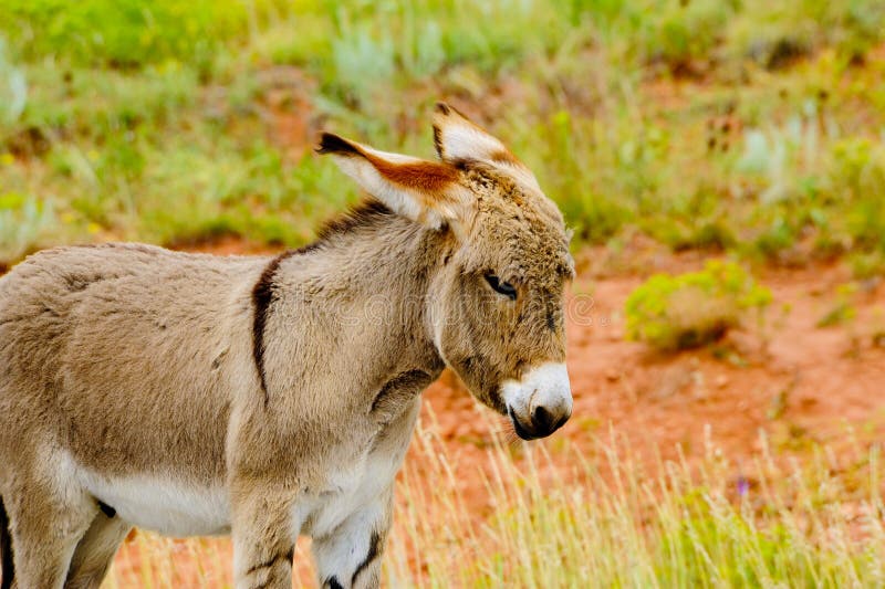 Baby Burro stock image. Image of south, dakota, animal - 38282319