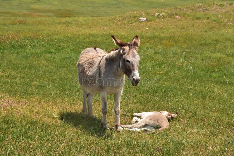 Mother and Baby Burro Standing in a Valley Stock Photo - Image of ...