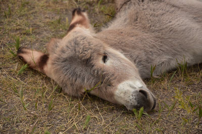 Baby Burro Peaking Underneath it`s White Mother Burro Stock Image ...