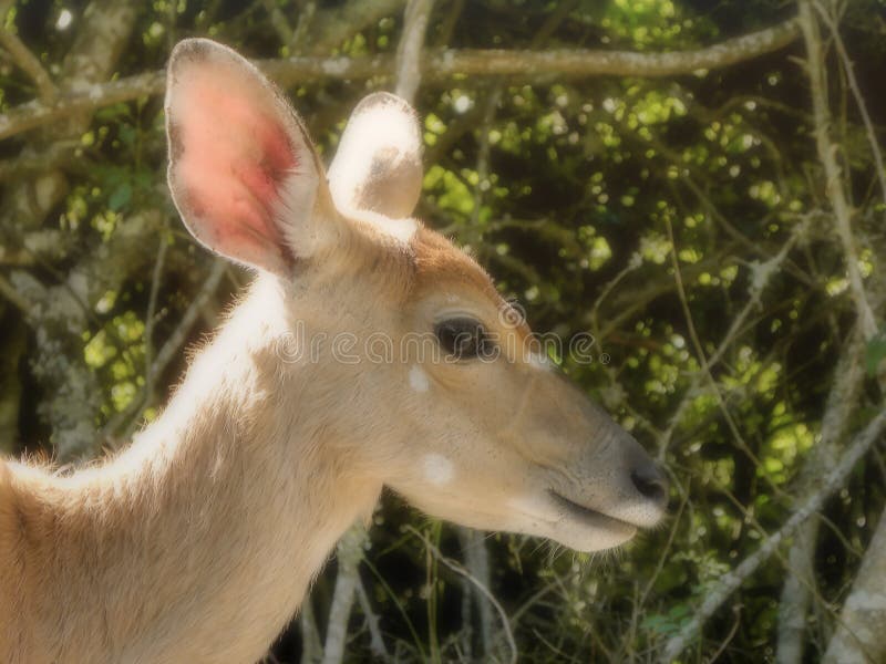 Baby Bush buck stock image. Image of veld, herbivores - 131992957
