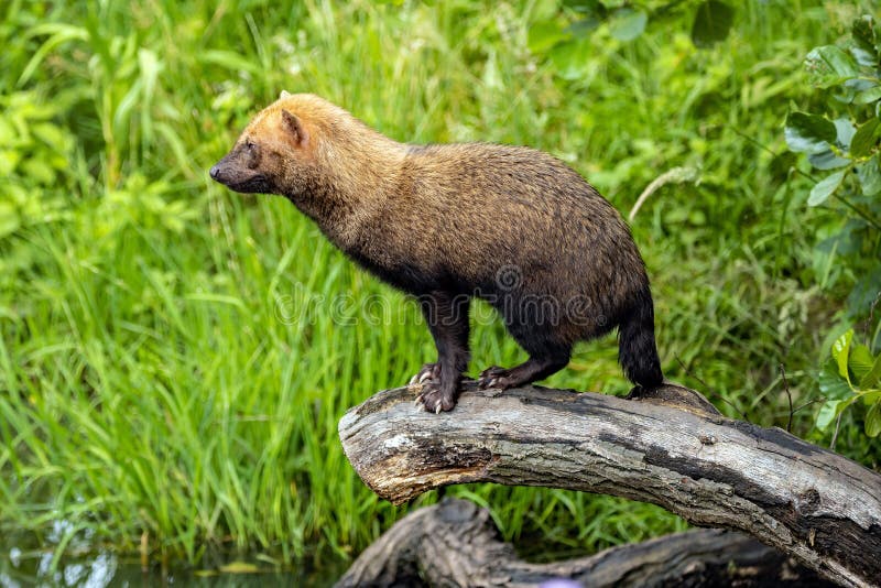 Baby Bush Dog Standing on a Tree Branch and Looking Side with Leaves in ...