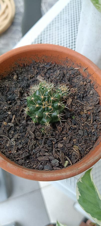 Baby cactus stock image. Image of baby, herb, flower - 266335419