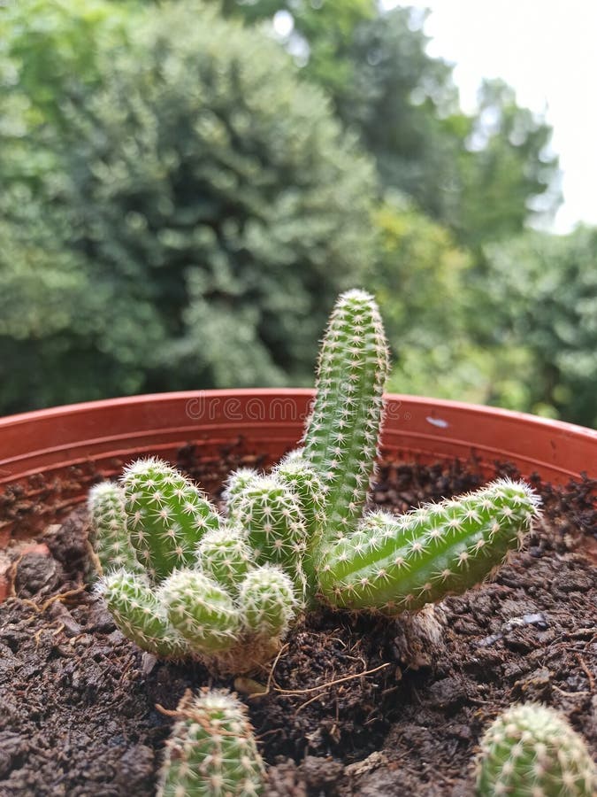 Baby Cactus Growing Up on the New Field Stock Image - Image of cactus ...