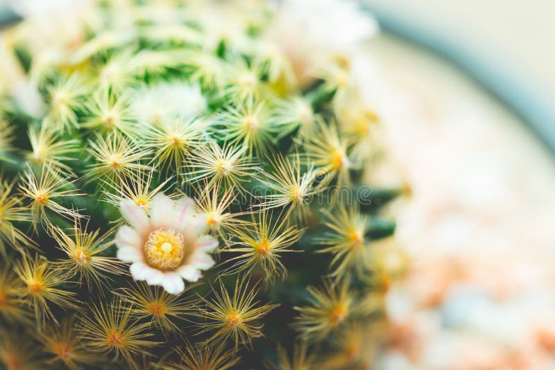 Baby cactus stock image. Image of growing, small, echeveria - 65525879