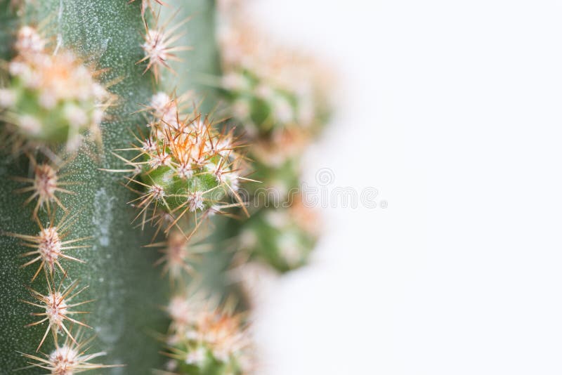 Baby Cactus stock photo. Image of botany, outdoor, decoration - 153349234