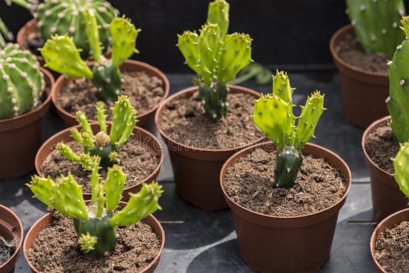 Baby cactus plants stock image. Image of indoor, botanical - 97902519
