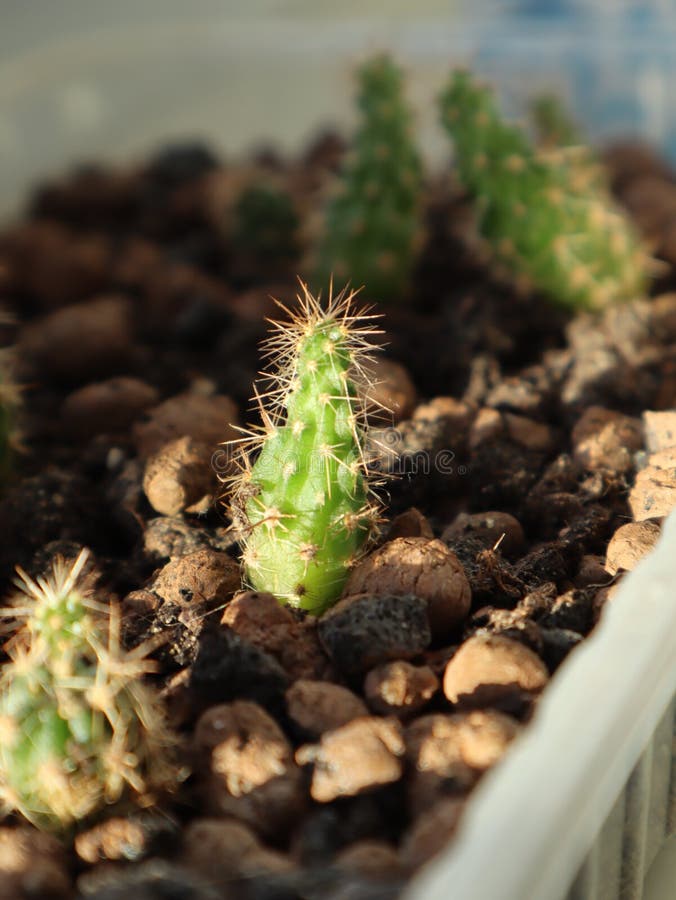 Baby cactus stock photo. Image of home, succulent, little - 219401930