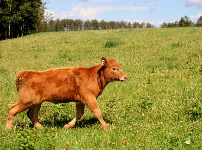 Baby Calf stock photo. Image of farm, bull, livestock - 1144556