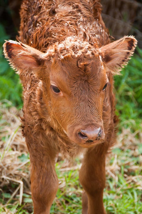 Baby calf stock photo. Image of farm, baby, newborn, cattle - 26074440