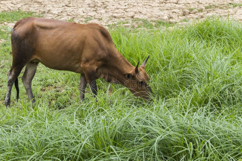 A baby calf stock photo. Image of life, grass, natural - 70866114