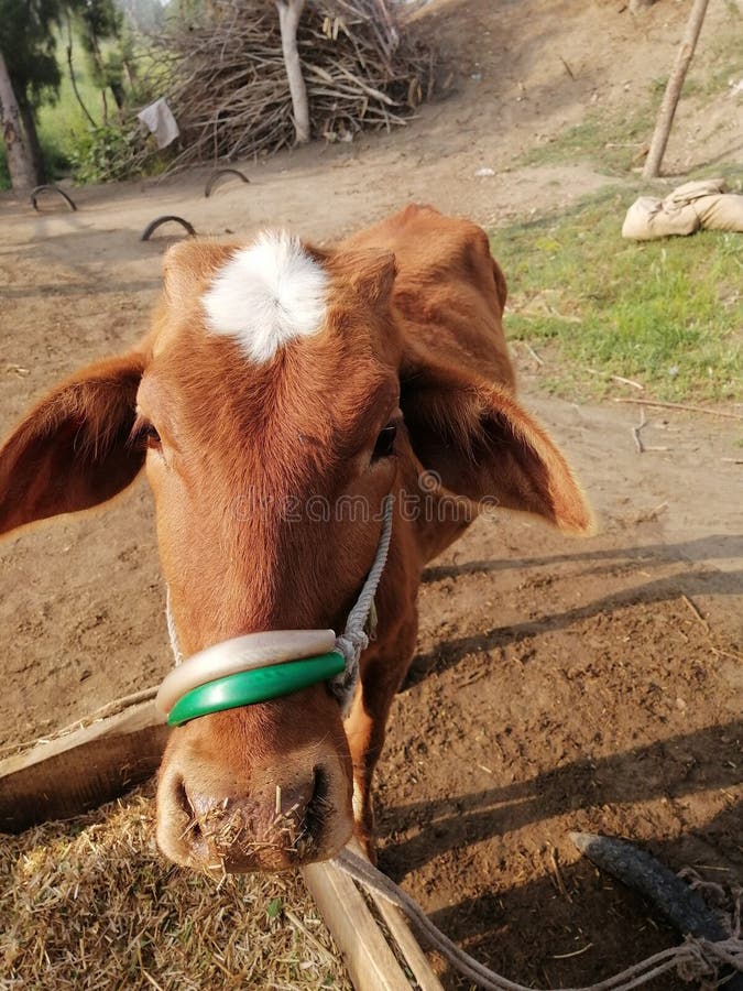 A Baby Calf Looking for a Good Cow Stock Photo - Image of calf, baby ...
