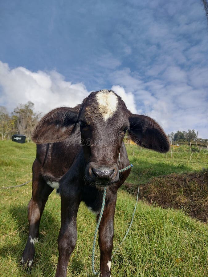 Baby calf nature stock photo. Image of calf, bird, statue - 247804520