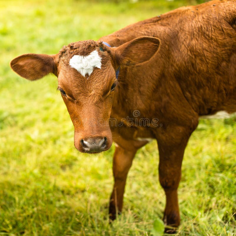 Baby Calf Outside in the Green Field Stock Photo - Image of countryside ...