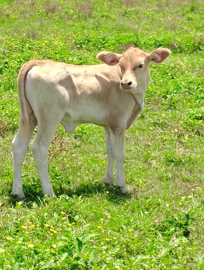 Baby calf white heifer cow stock image. Image of calf - 391833445