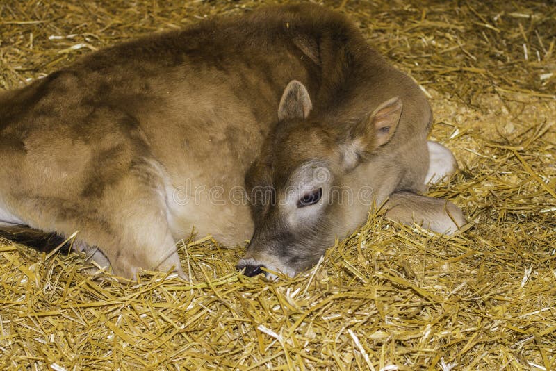 Baby Calf stock photo. Image of dairy, cattle, animal - 43124334