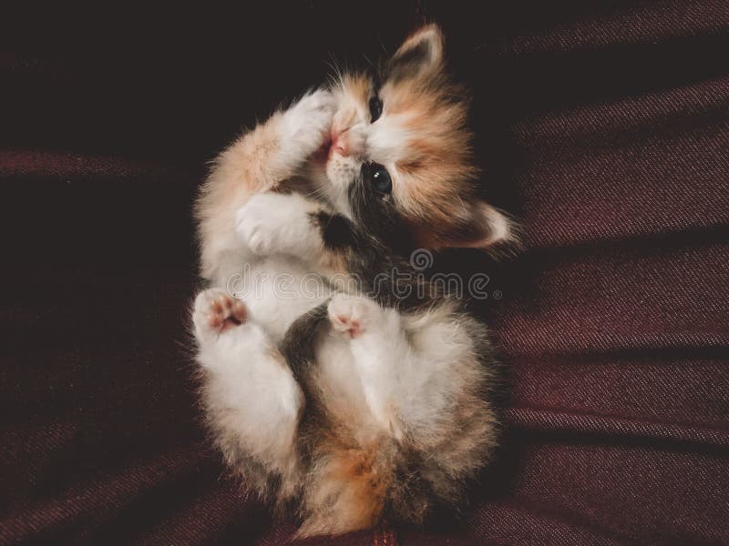Calico Baby stock photo. Image of cute, calico, year - 154864394