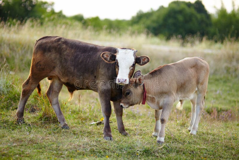 Calf,two Calves,two Calves Playing Stock Image - Image of female, cows ...