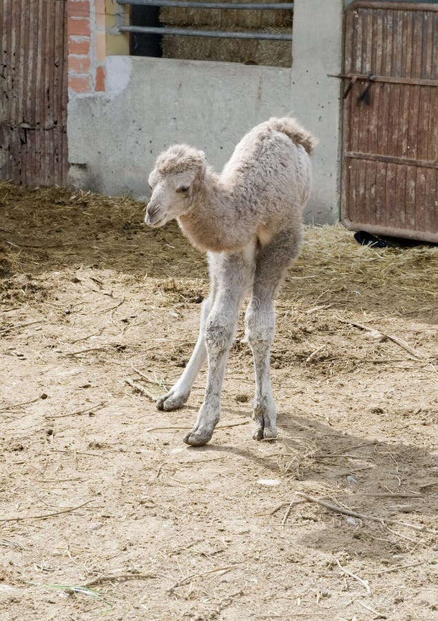 Baby Camel stock image. Image of rides, arab, almeria - 13202029