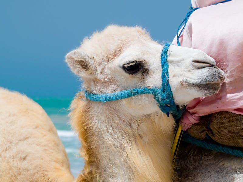 Baby camel stock image. Image of mammal, head, babyt, portrait - 5531341