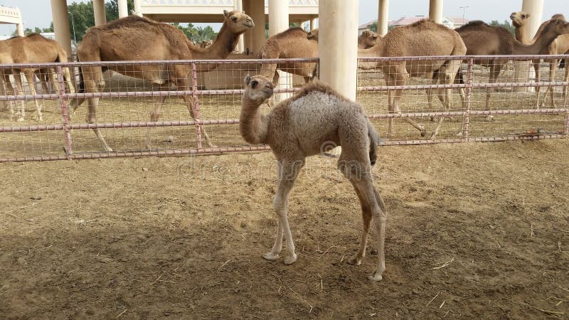 2,267 Baby Camel Stock Photos - Free & Royalty-Free Stock Photos from ...
