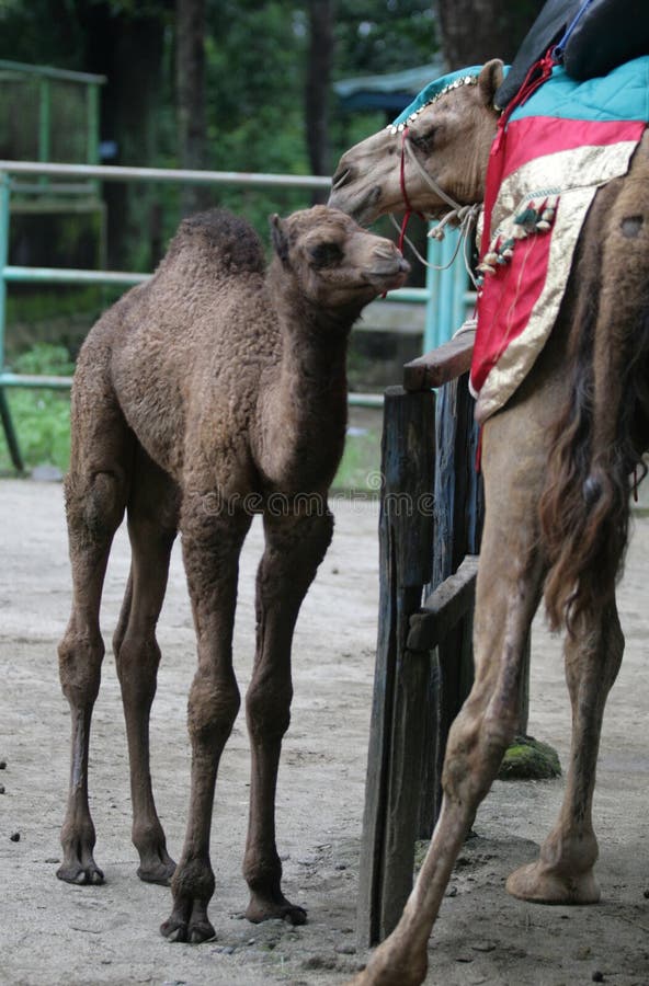 Baby camel. stock photo. Image of asia, desert, arid - 36199978